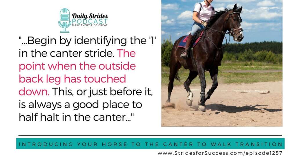 Introducing the Canter to Walk Transition