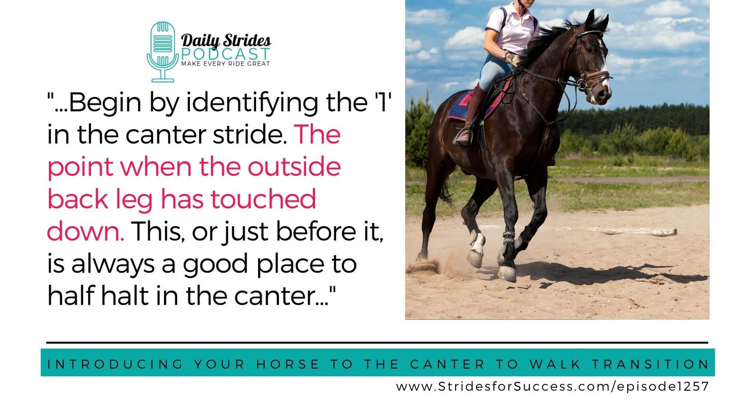 Introducing the Canter to Walk Transition